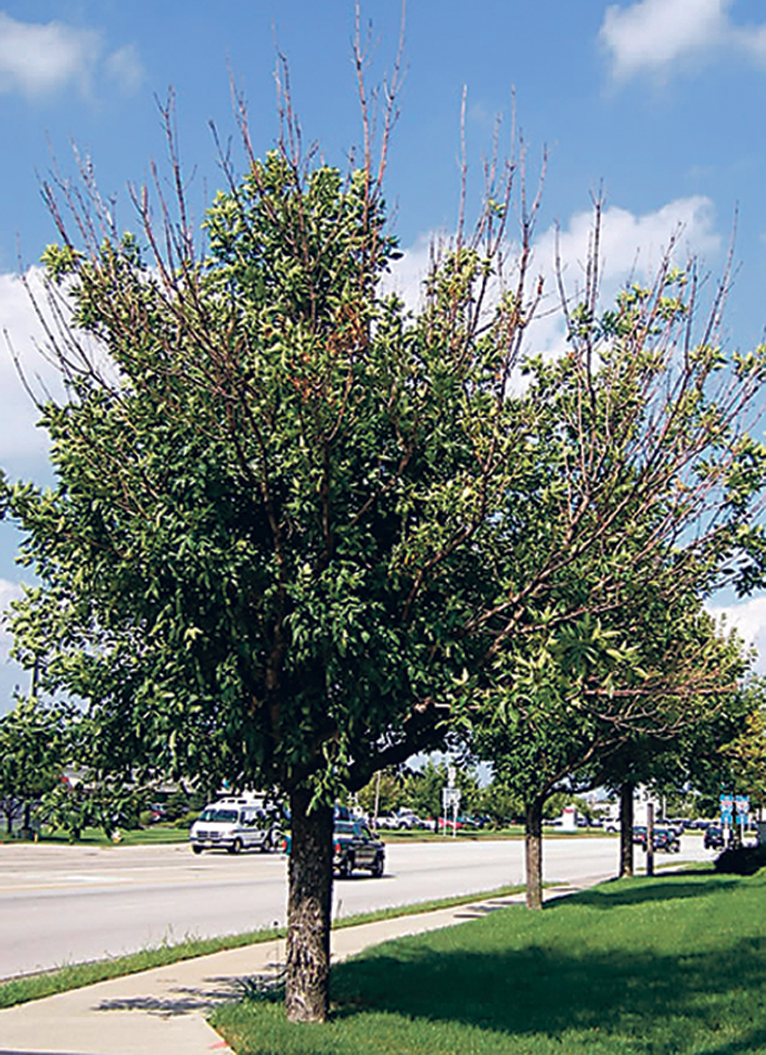 Lingering ash | News, Sports, Jobs - Times Observer